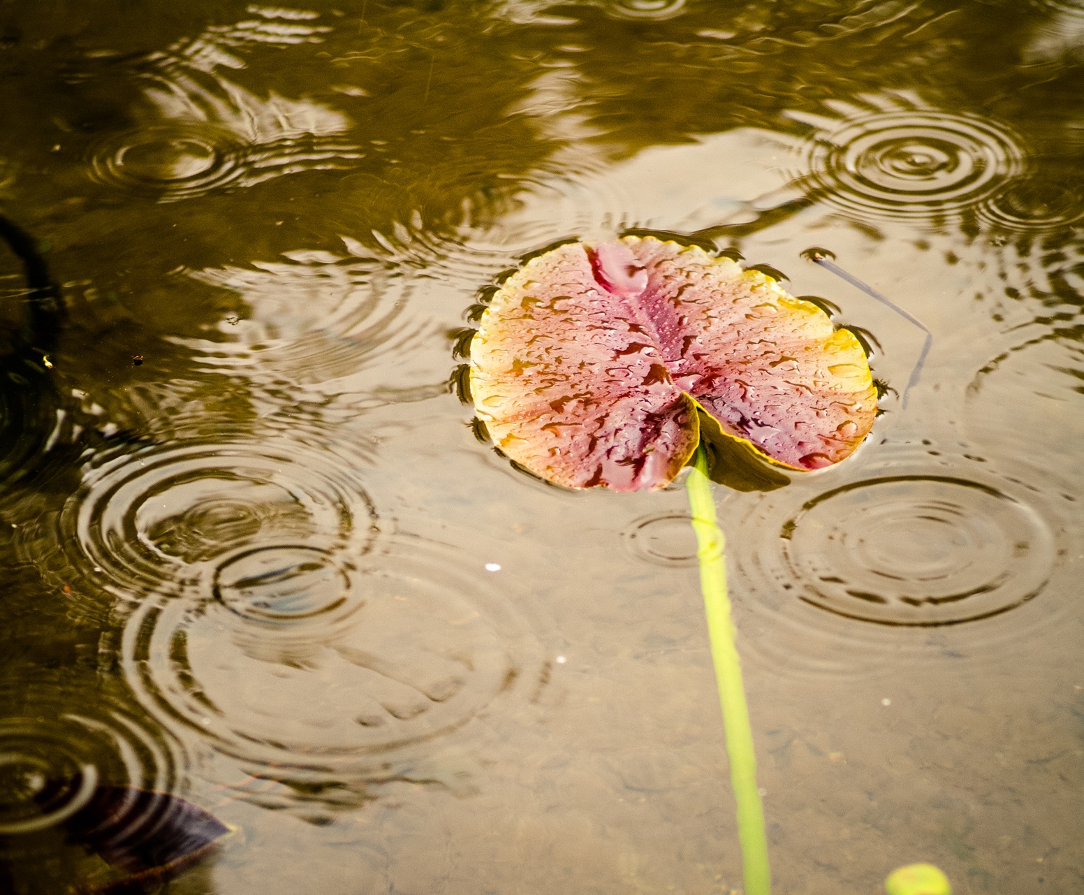 Blog - Miriam Linderman