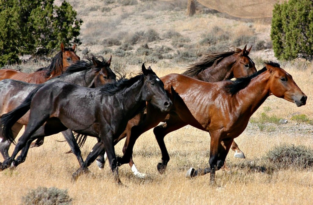 Freeing Your Wild Horse Spirit - Miriam Linderman